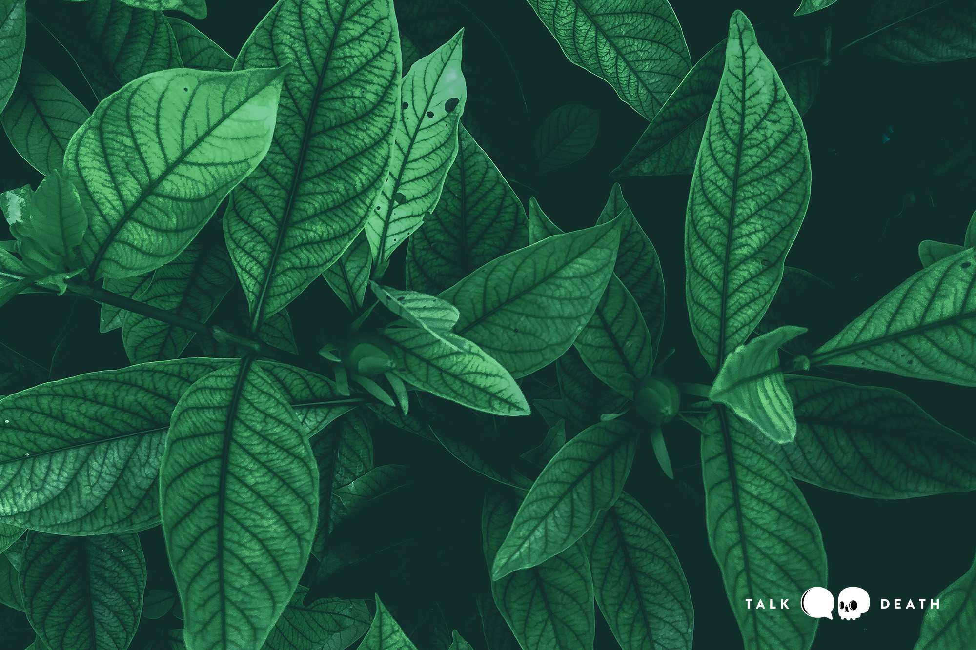 The Top Green Funeral Trends - TalkDeath