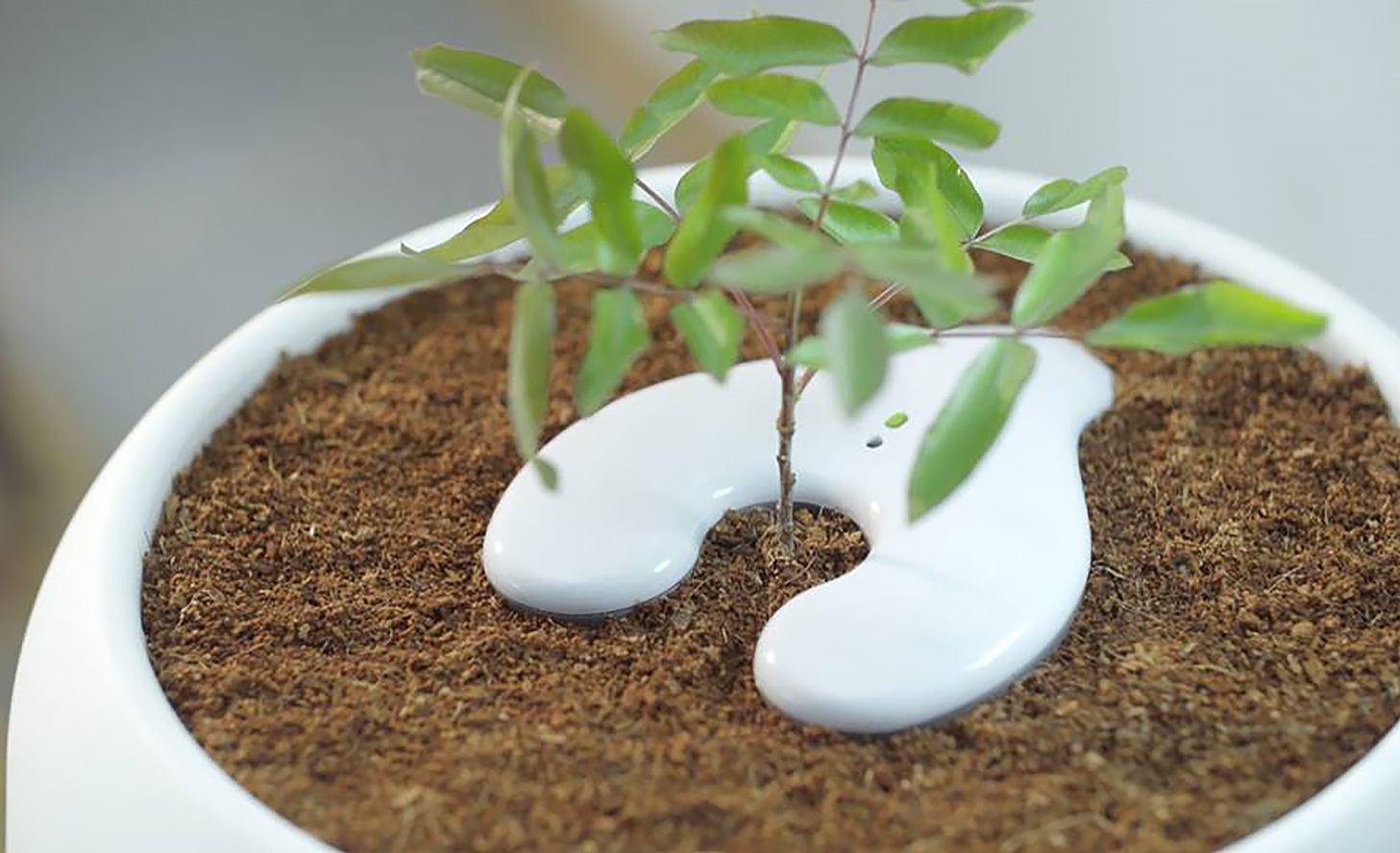 11 Eco-Friendly Burial Options | TalkDeath