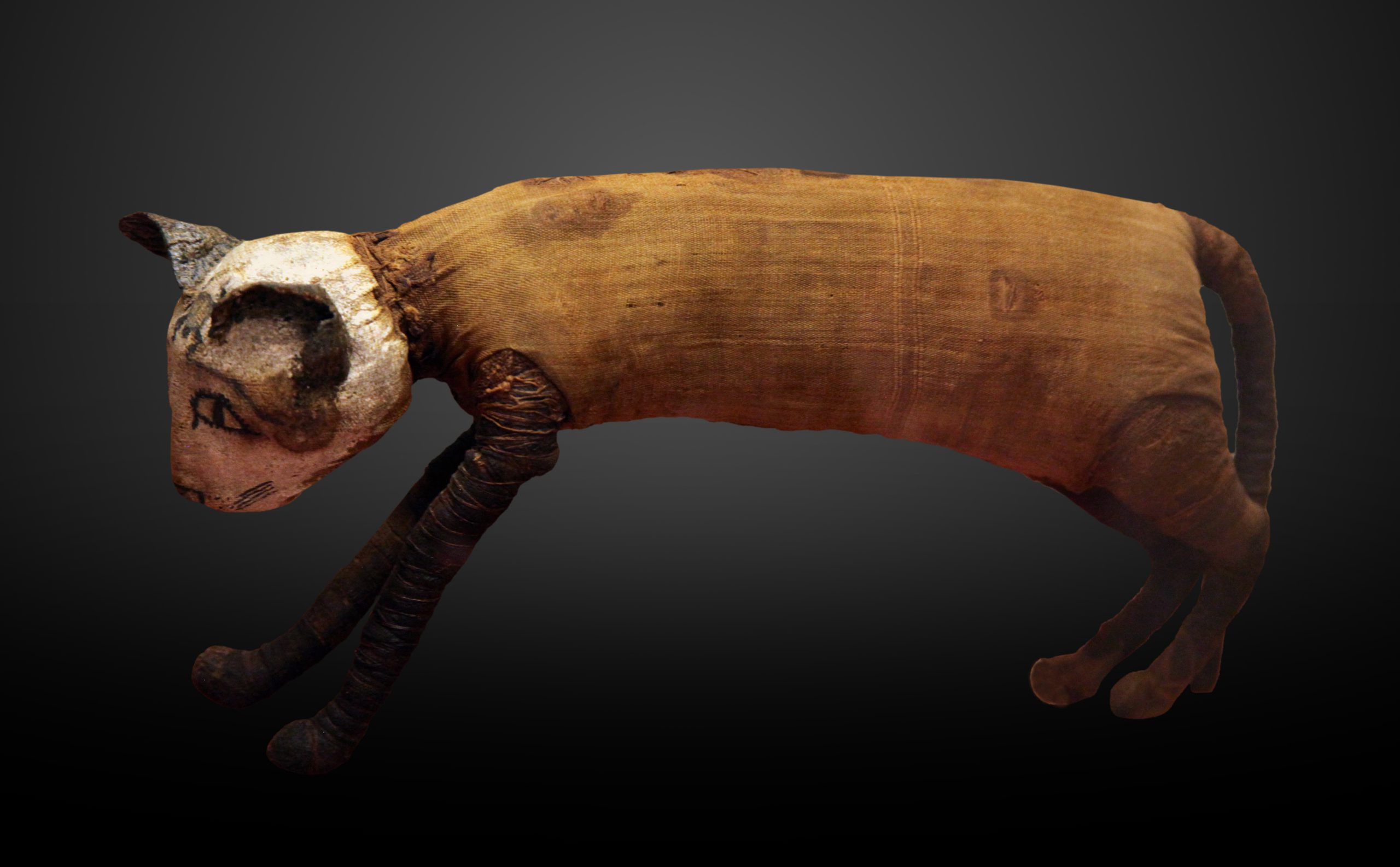 A Journey Through the History and Types of Pet Preservation - TalkDeath